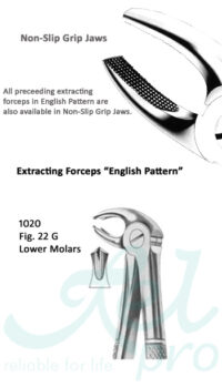 English Lower Molars Fig 22 G - Relpro