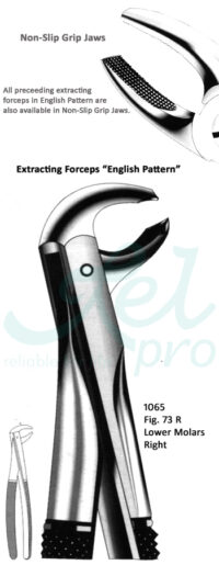 English Lower Molars Right Fig 73 R - Relpro